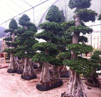 SAMIR FARM & NURSERY